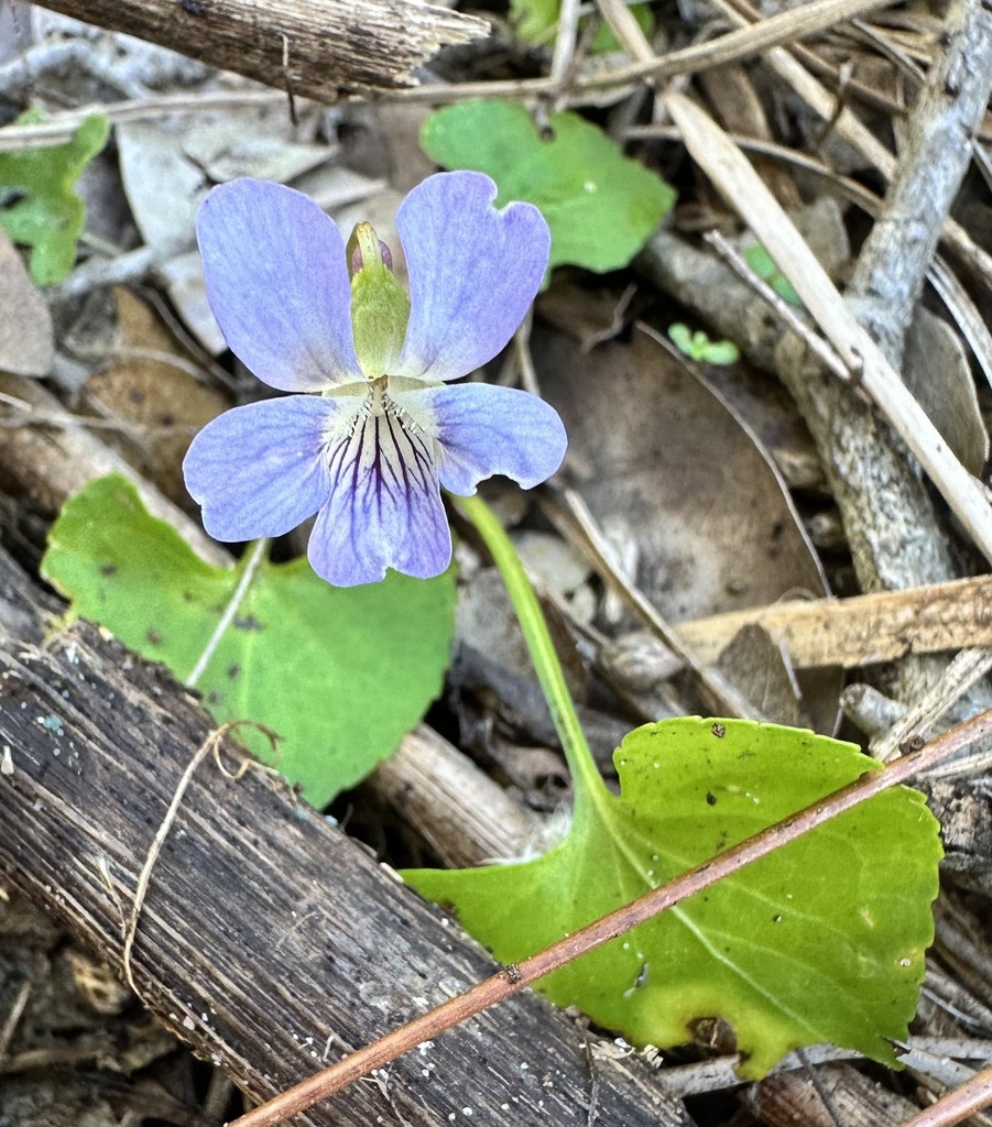 Florida Violet from Guana Tolomato Matanzas National Estuarine Research ...
