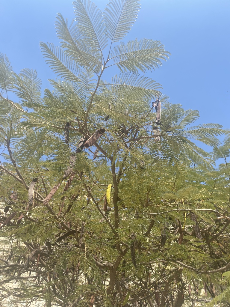 fern-leaf acacia from Calle de Macedonio Alcalá, Oaxaca, Oax., MX on ...