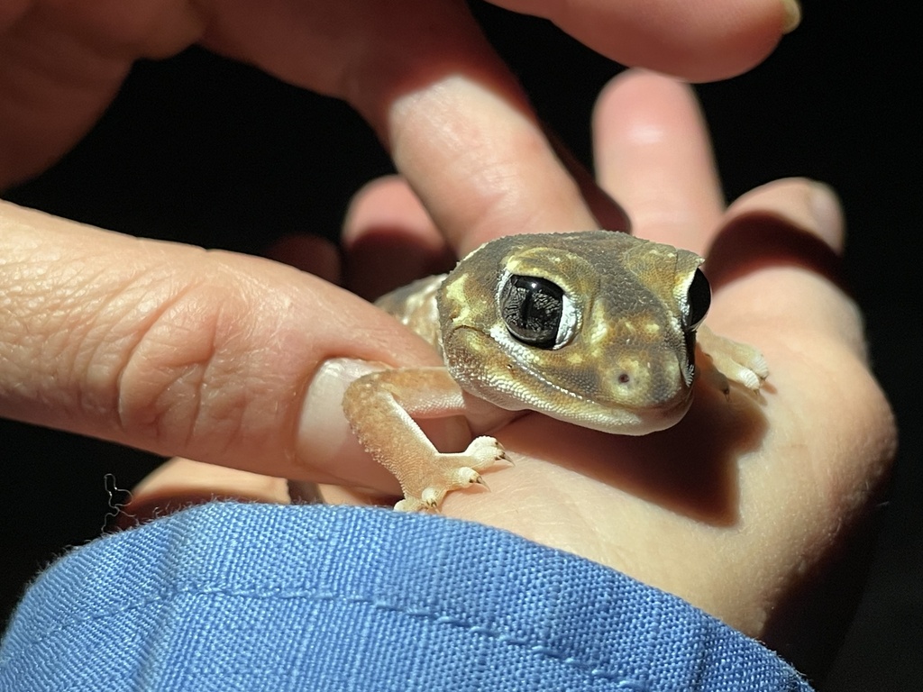 Common Knob-tailed Gecko from Roxby Downs Station, SA, AU on January 27 ...