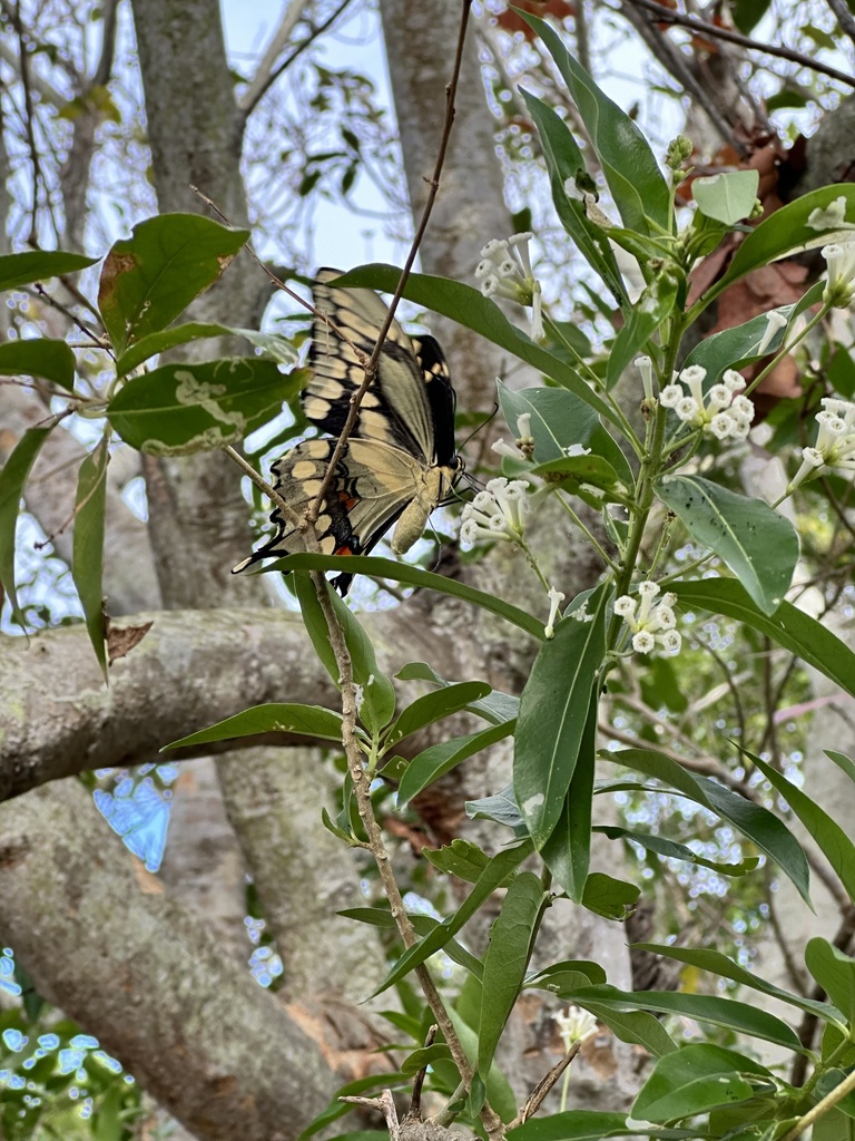 Eastern Giant Swallowtail from Oleta River State Park, North Miami, FL ...