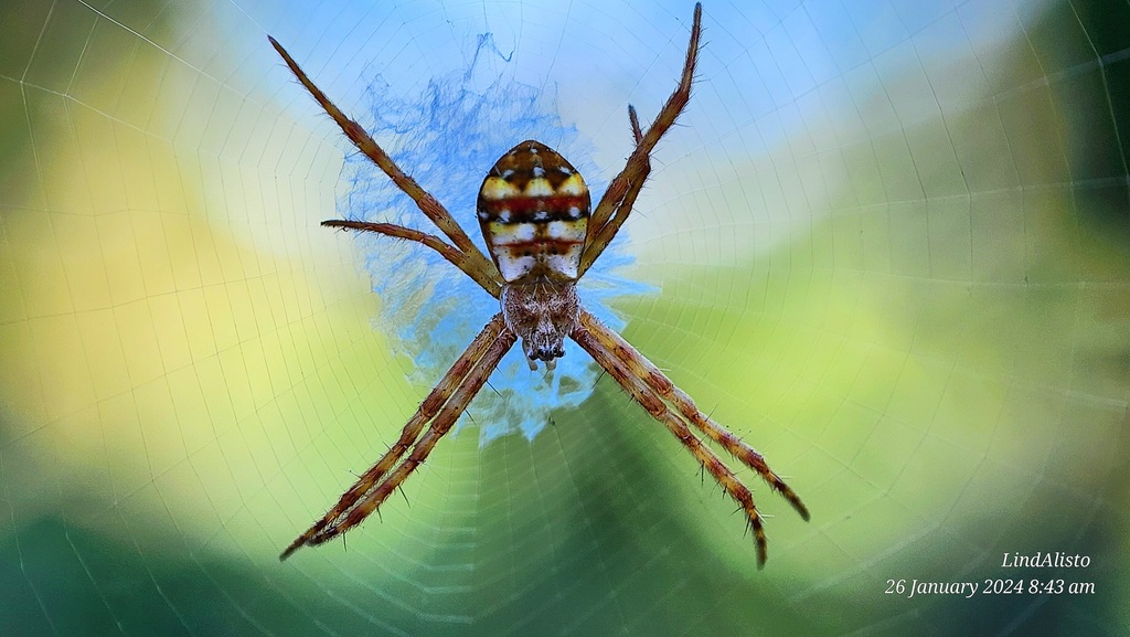 Argiope intricata from South Drive, Baguio City, Philippines on January ...