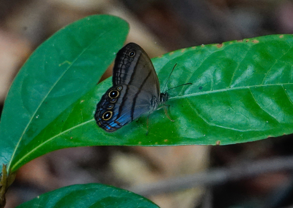 Blue-topped Satyr from M8C8+Q4F, Post on January 15, 2024 at 01:59 PM ...