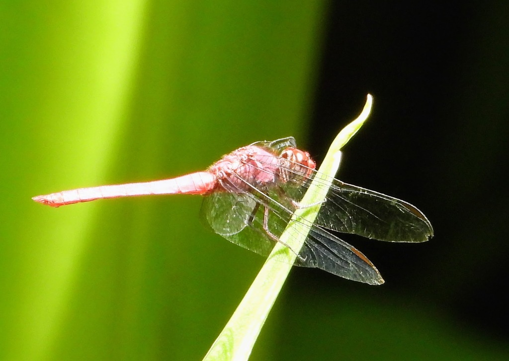 Tropical King Skimmers from Diamond Falls Botanical Gardens & Mineral ...