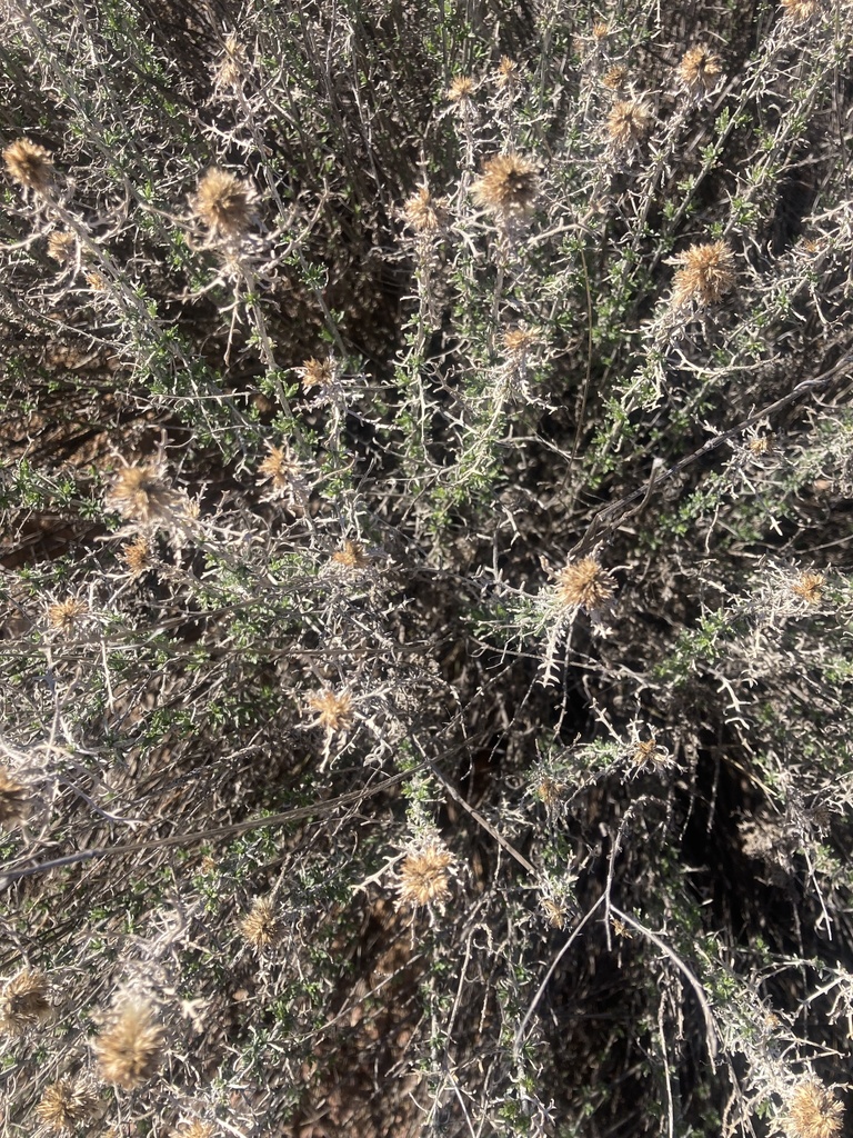 burroweed from Coronado National Forest, Vail, AZ, US on January 27 ...