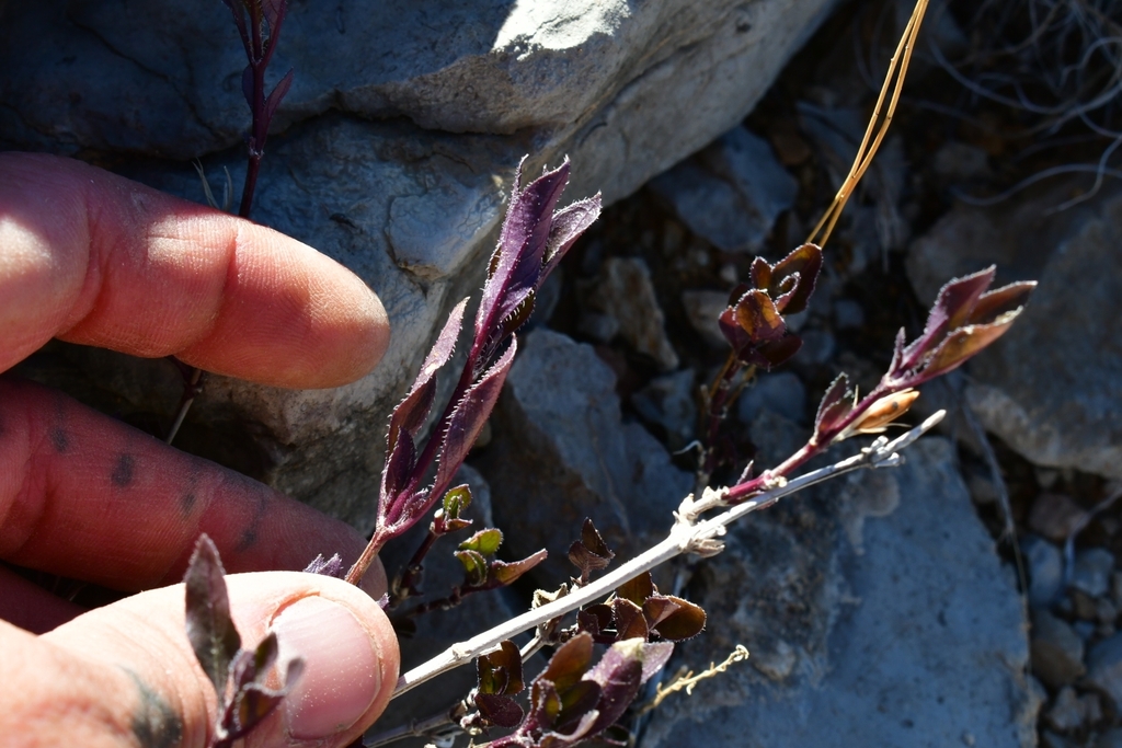 Parry's ruellia in January 2024 by Joey Santore. One of my favorite ...
