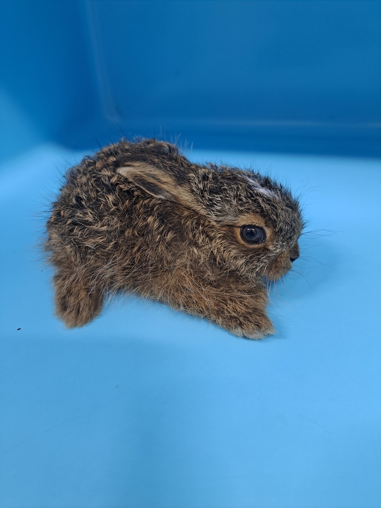 Brown Hare from Karalee QLD 4306, Australia on January 25, 2024 at 05: ...
