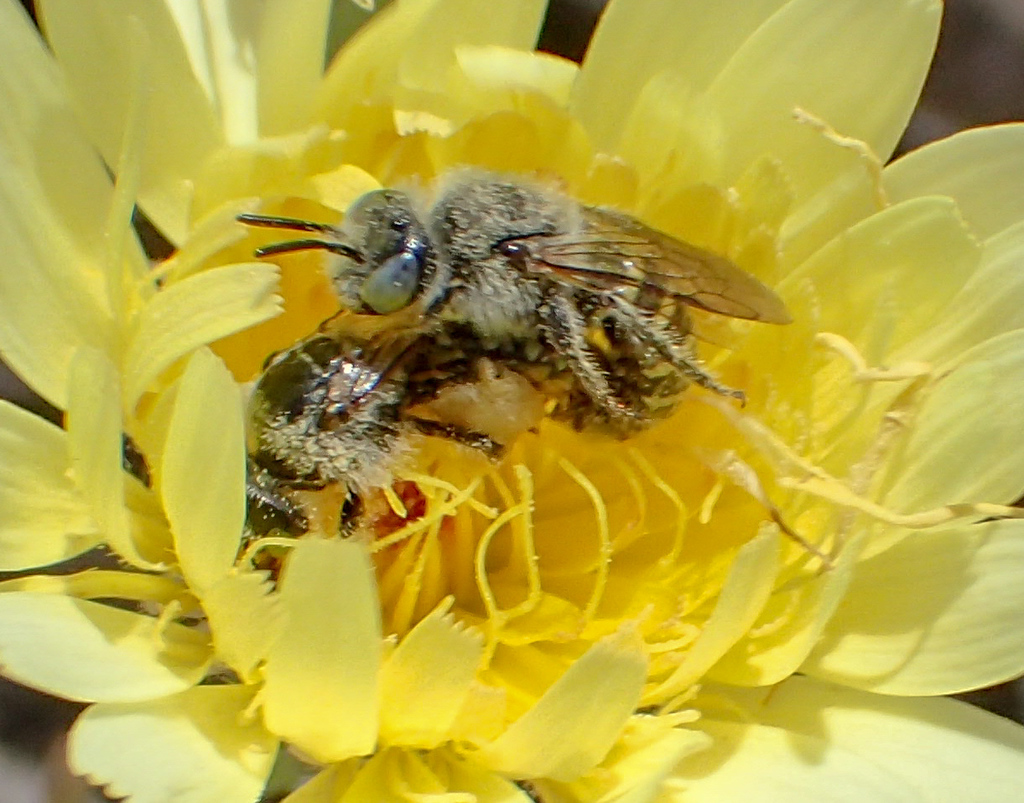 Calliopsis puellae from Trilobite Wilderness, northwestern boundary ...