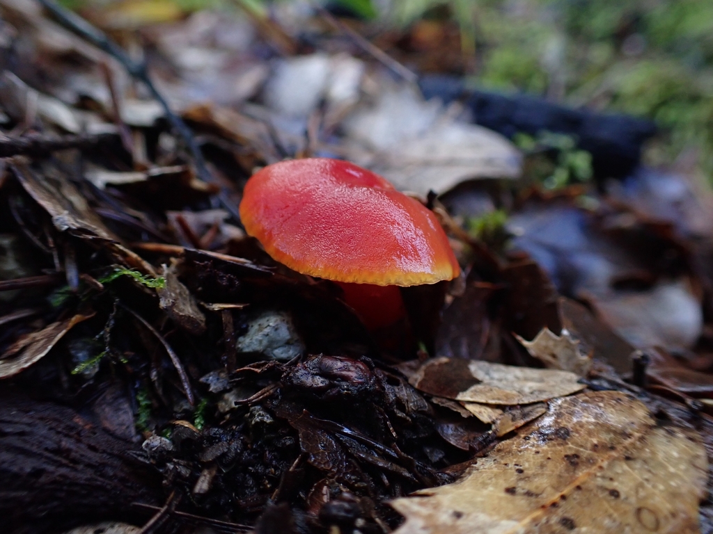 Honey Waxcap from Kentfield, CA 94904, USA on January 25, 2024 at 01:07 ...