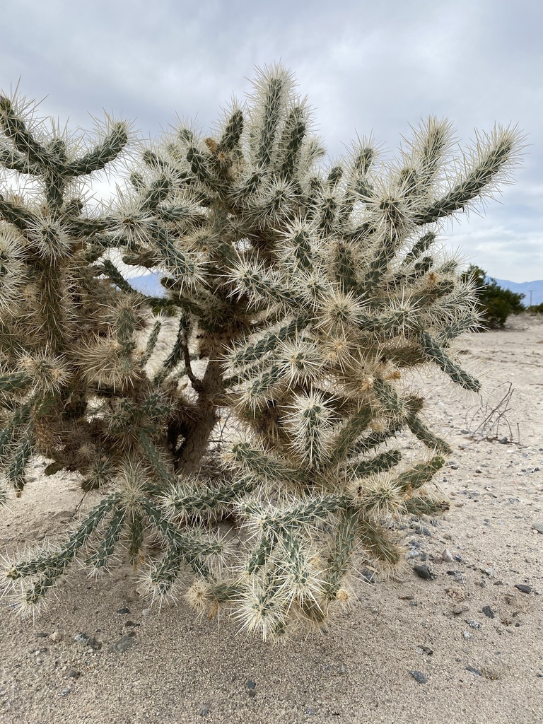 Chain-fruit Cholla from Mecca, CA, US on December 31, 2023 at 12:19 PM ...