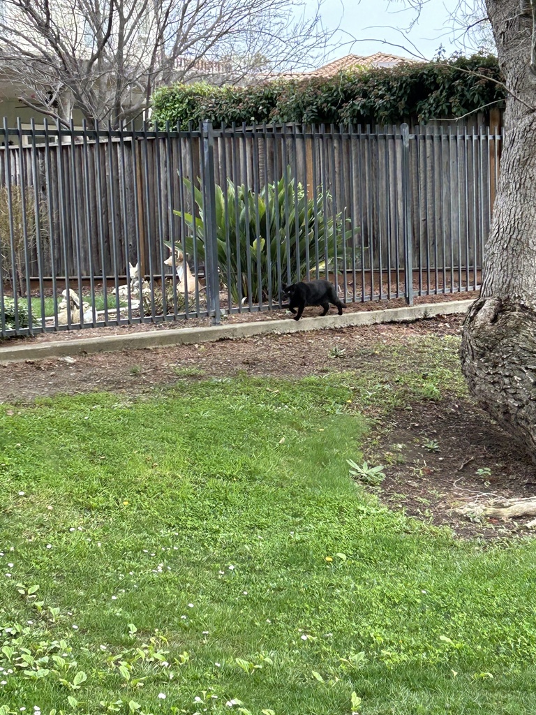 Domestic Cat from Bunker Ct, Fairfield, CA, US on January 26, 2024 at ...