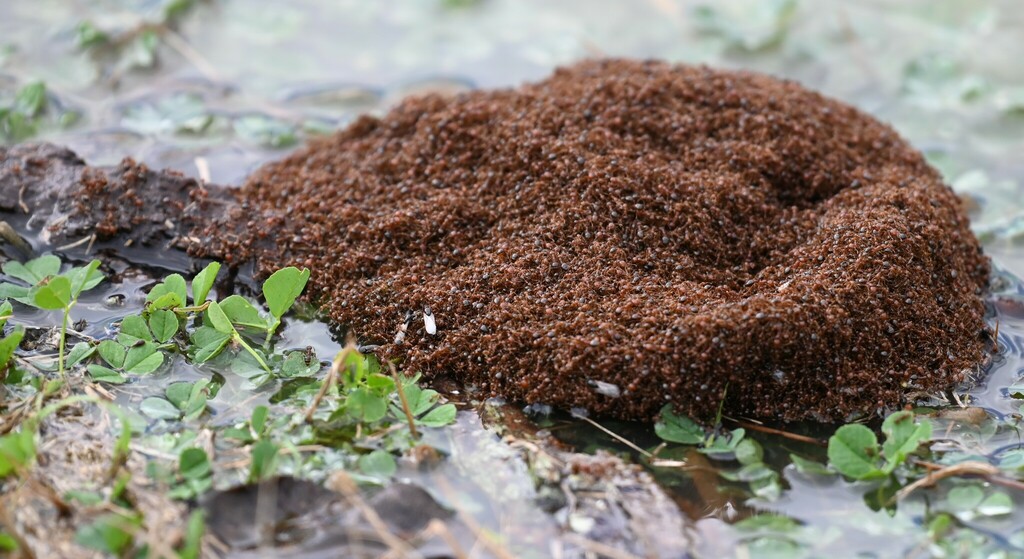 Red Imported Fire Ant from Victoria, TX, USA on January 27, 2024 at 12: ...