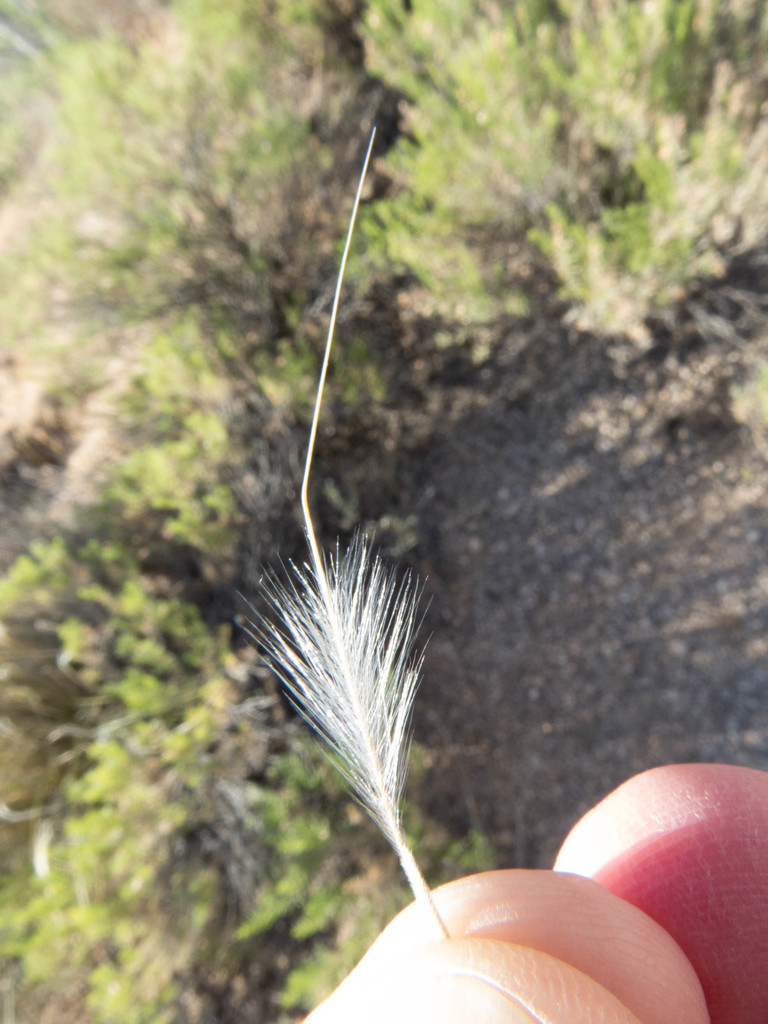 desert needlegrass (Flora and Fauna of Devil's Punchbowl Natural Area ...