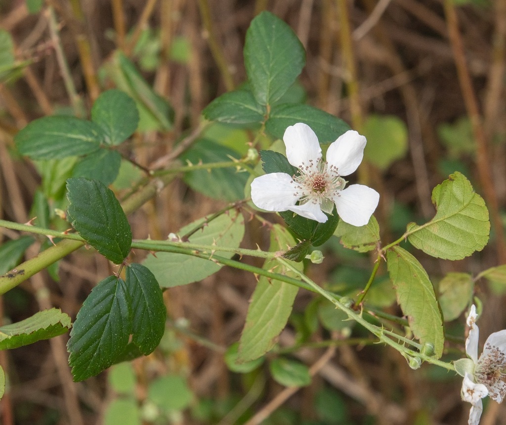 Pennsylvania Blackberry from Victoria Gardens, DeLand, Florida 32724 on ...