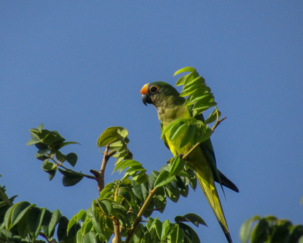Peach-fronted Parakeet in January 2024 by xandaoesteves · iNaturalist