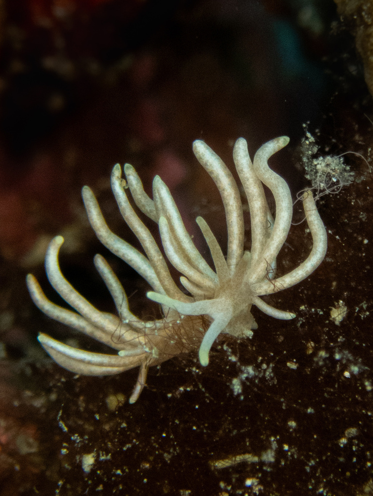 Yellow-tipped Phyllodesmium from Negros, Dauin, Negros Oriental, PH on ...