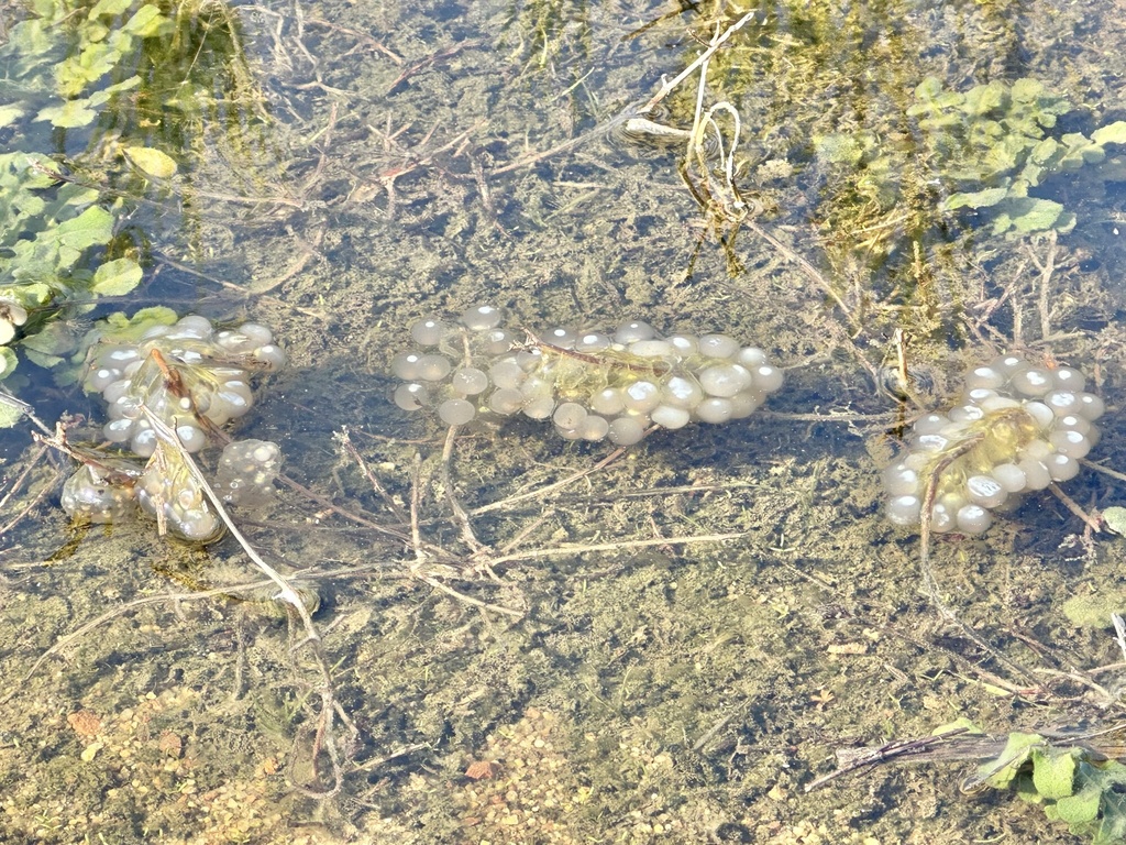 Western Spadefoot in January 2024 by Mark K. James. Found clumps of ...