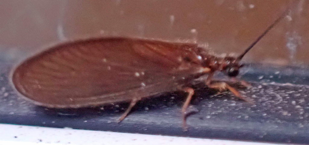 Black Spongillafly in July 2023 by Brent Guinn · iNaturalist