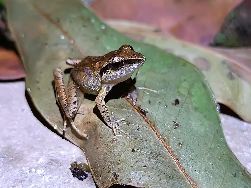 Cachabi Robber Frog from Támesis, Antioquia, Colombia on December 26 ...