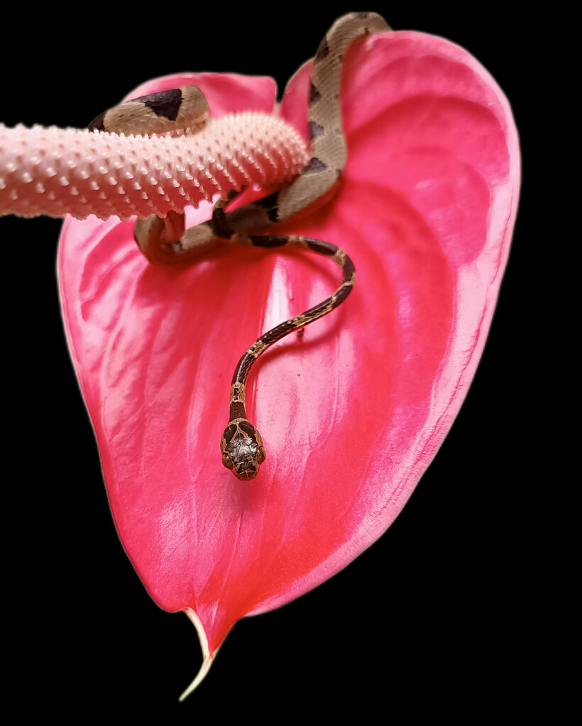 Common Blunt-headed Tree Snake (Imantodes cenchoa) - Snakes and Lizards
