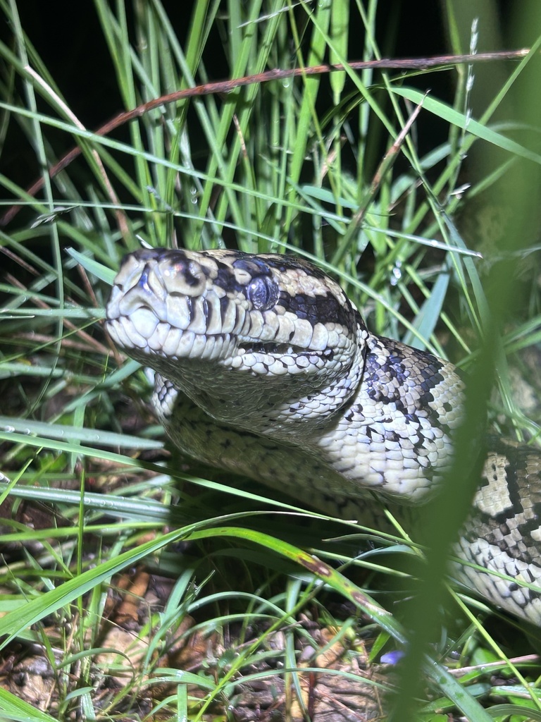 Coastal Carpet Python from Wondecla, QLD, AU on January 27, 2024 at 09: ...