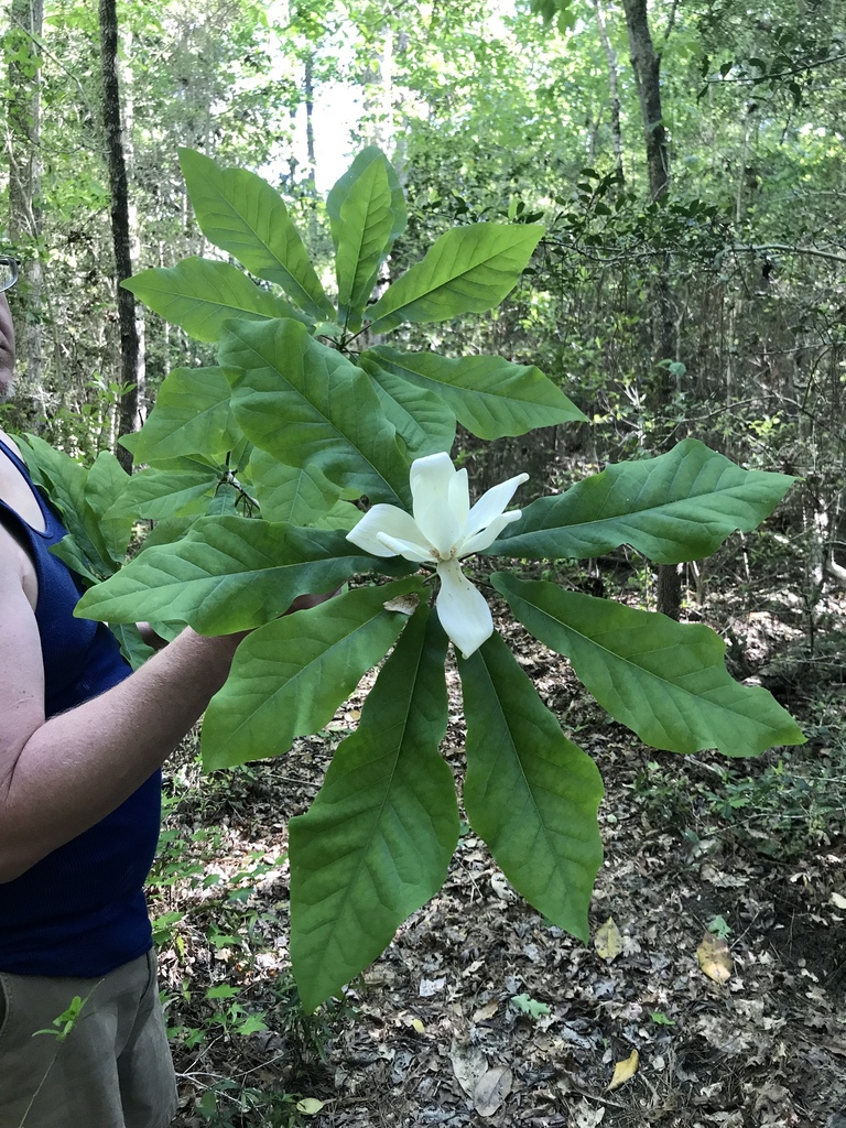 Pyramid Magnolia (Magnolia fraseri pyramidata) - Botanical Realm