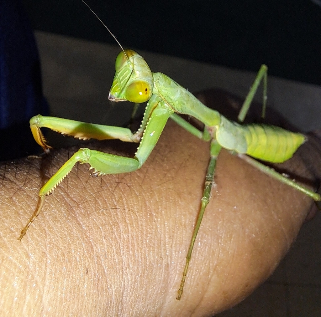 Giant Asian Mantises from JV26+6C2, Kuala Kencana, Mimika Regency ...