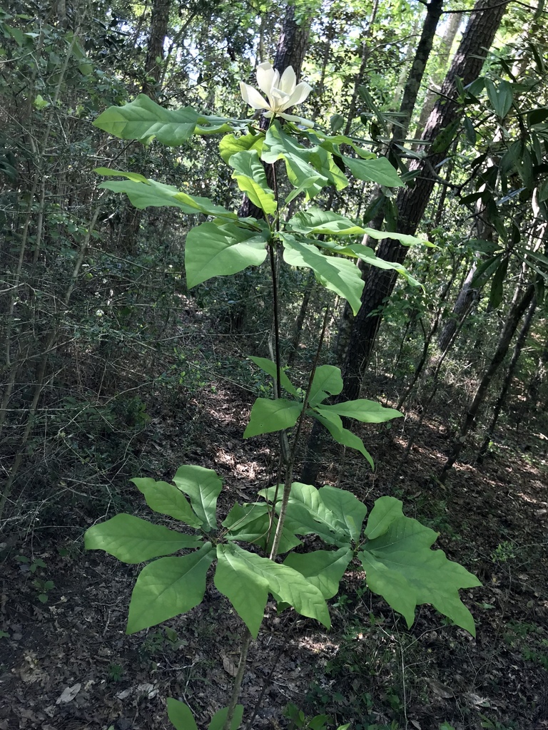 Pyramid Magnolia (Magnolia fraseri pyramidata) - Botanical Realm