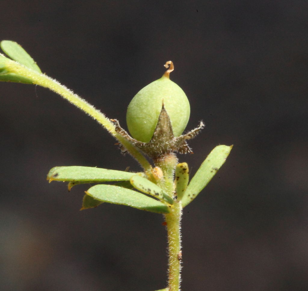(Gompholobium gompholobioides) - Botanical Realm