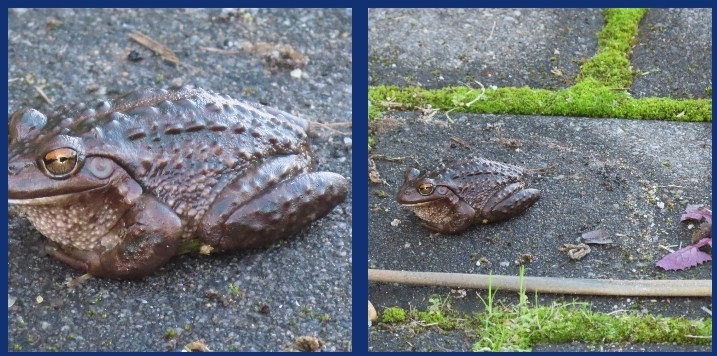 Motorbike Frog in August 2021 by WashingtonDC · iNaturalist