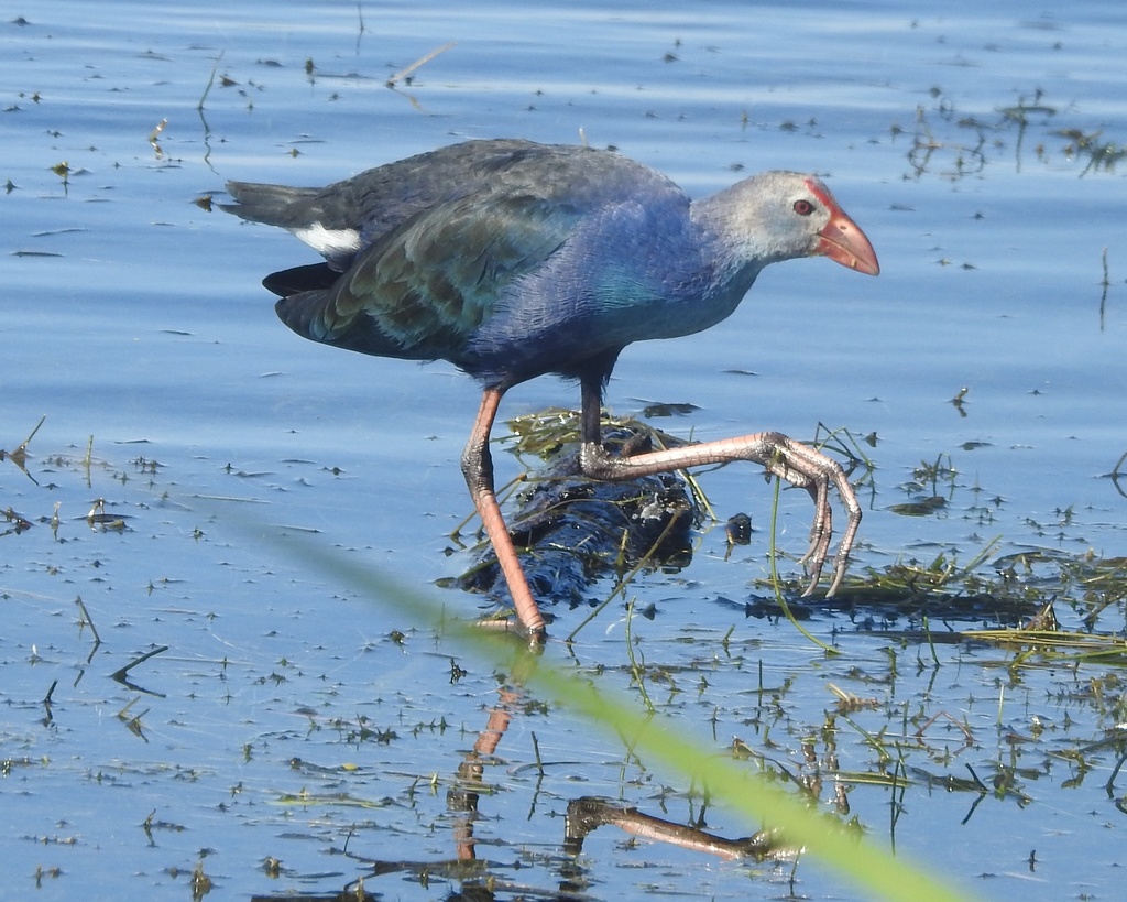 Gray-headed Swamphen from Orange County, FL, USA on January 21, 2024 at ...