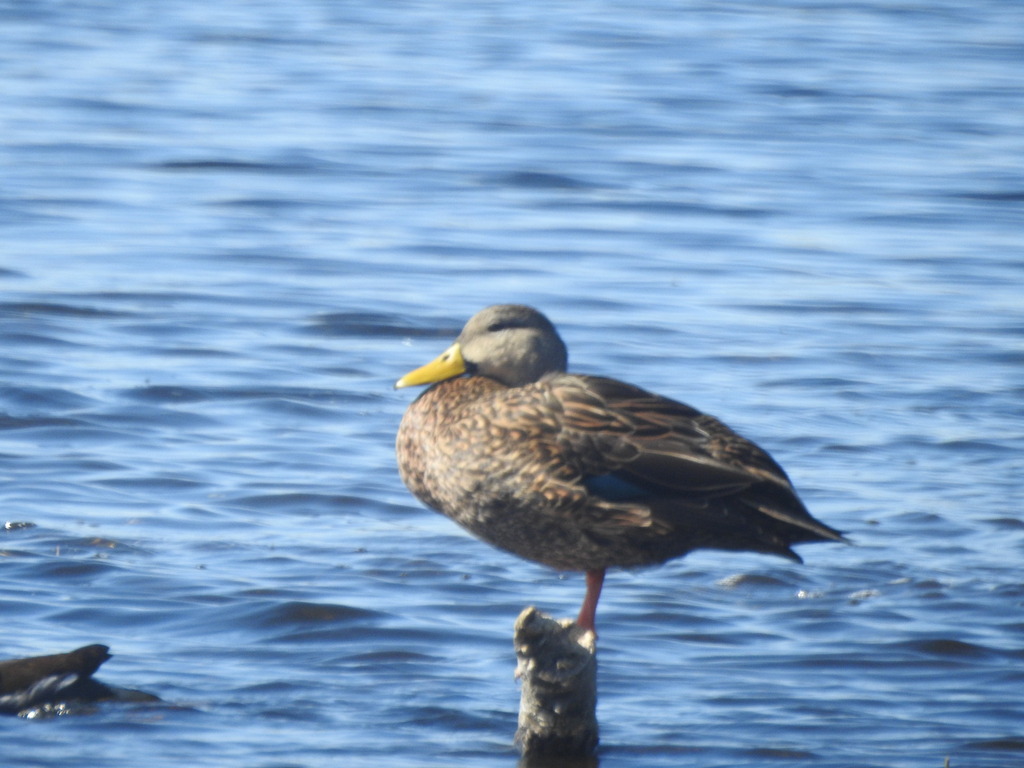 Mallard × Mottled Duck from Orange County, FL, USA on January 21, 2024 ...