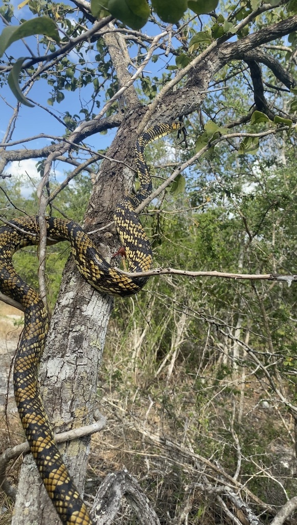 Chicken Snake in January 2024 by Daniel Durán Arceo · iNaturalist