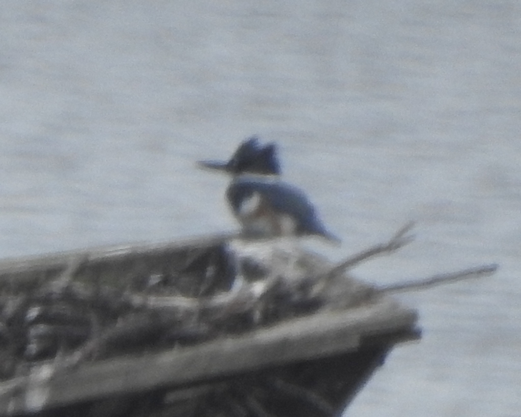 Belted Kingfisher from Dorchester County, MD, USA on January 27, 2024 ...