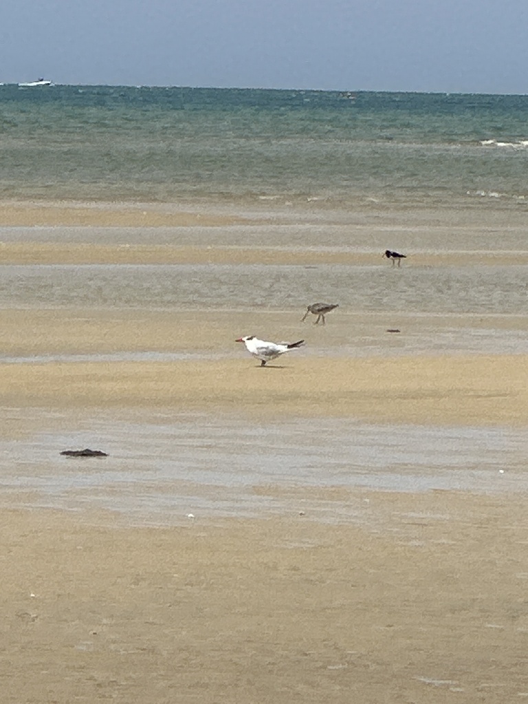 Caspian Tern in January 2024 by Jeremy Shanks · iNaturalist