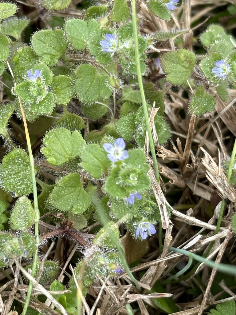 Ivy-leaved Speedwell from Dorothea Dix Park, Raleigh, NC, US on January ...