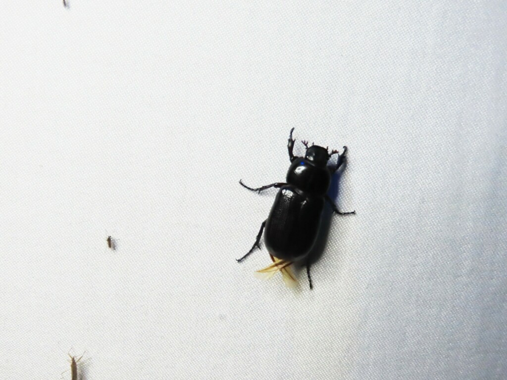 Cryptodus from Mount Egerton VIC 3352, Australia on January 23, 2024 at ...