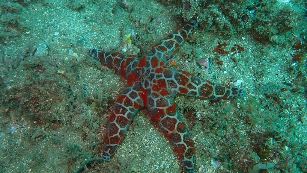 Mosaic Sea Star from Merimbula NSW 2548, Australia on January 28, 2024 ...