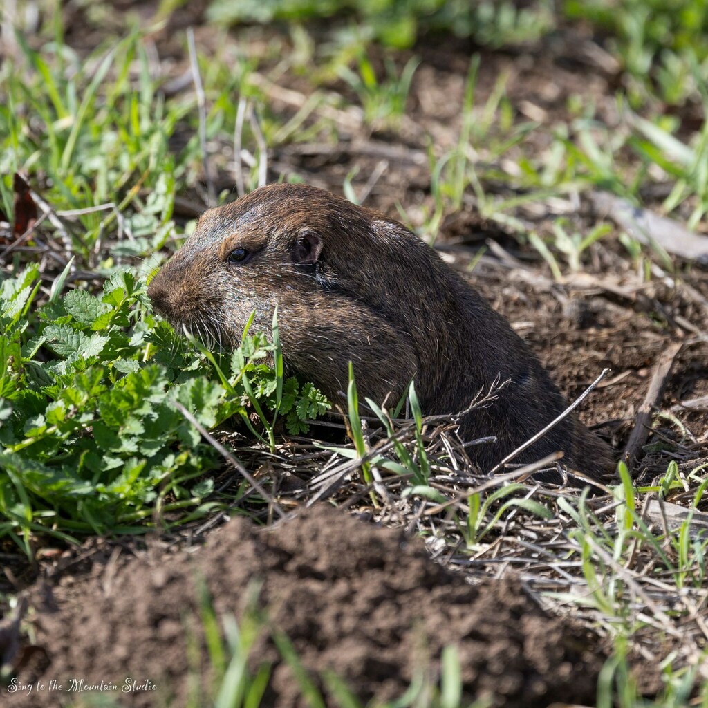 Botta's Pocket Gopher from Bet Big Rock rd and Mesa Rd, MTRP, Santee ...