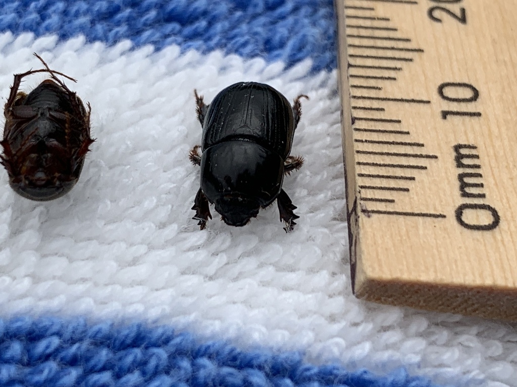 African Black Beetle from Berry NSW 2535, Australia on January 25, 2024 ...