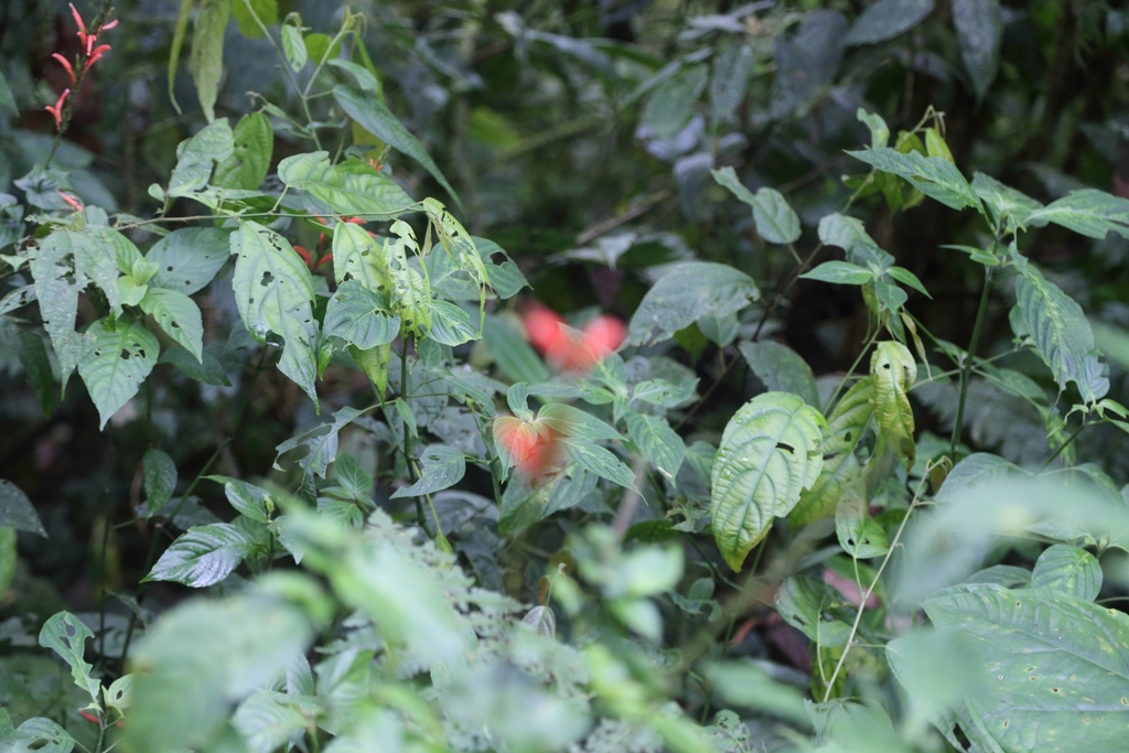 flowering plants from Santa Clara, Ecuador on January 14, 2024 at 09:15 ...