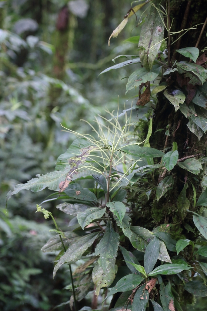 radiator plants from Santa Clara, Ecuador on January 14, 2024 at 09:26 ...