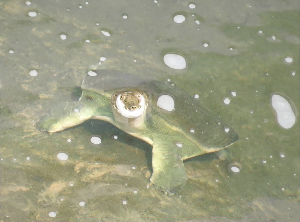 Chinese Softshell Turtle from 慈沙古道 on July 12, 2015 by Alan Kwok (King ...
