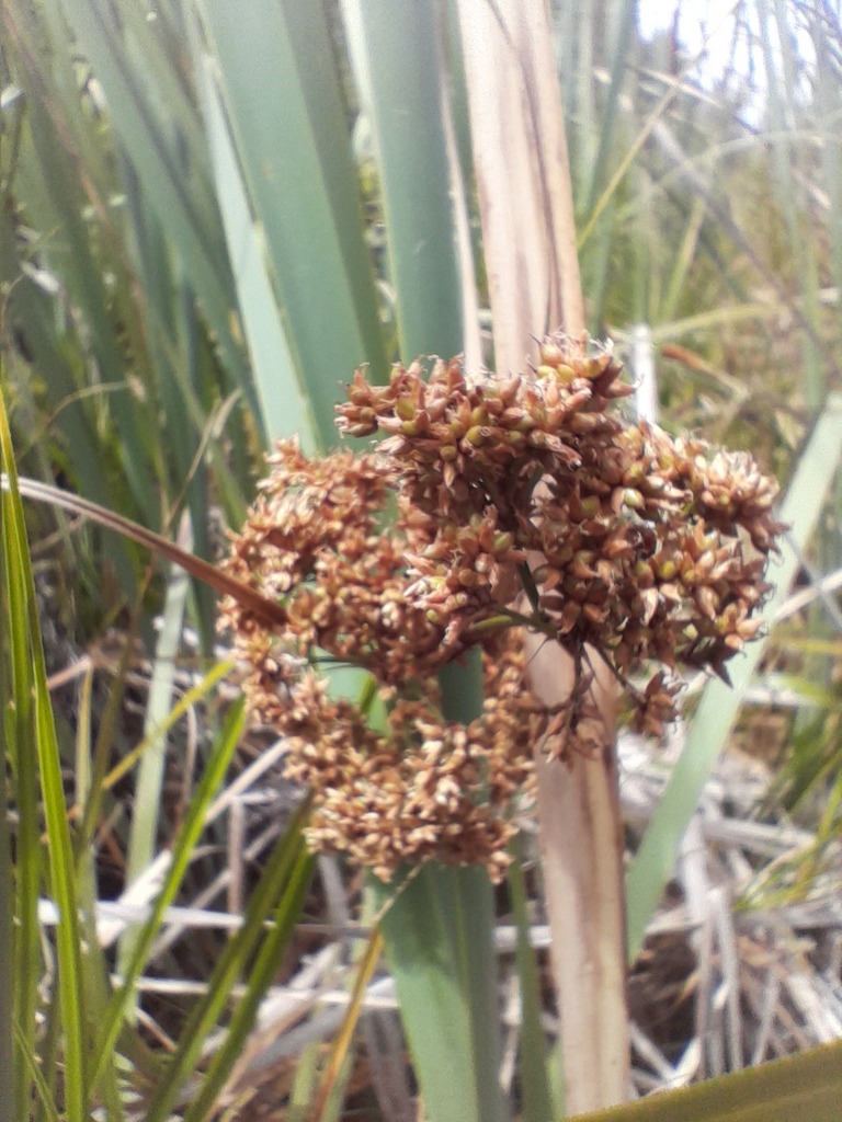 Leafy Twig-rush from Cape Bridgewater VIC 3305, Australia on January 28 ...