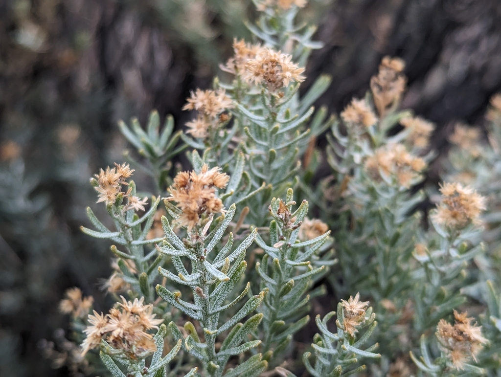 turpentine bush from Tucson, AZ 85736, USA on January 24, 2024 at 03:37 ...