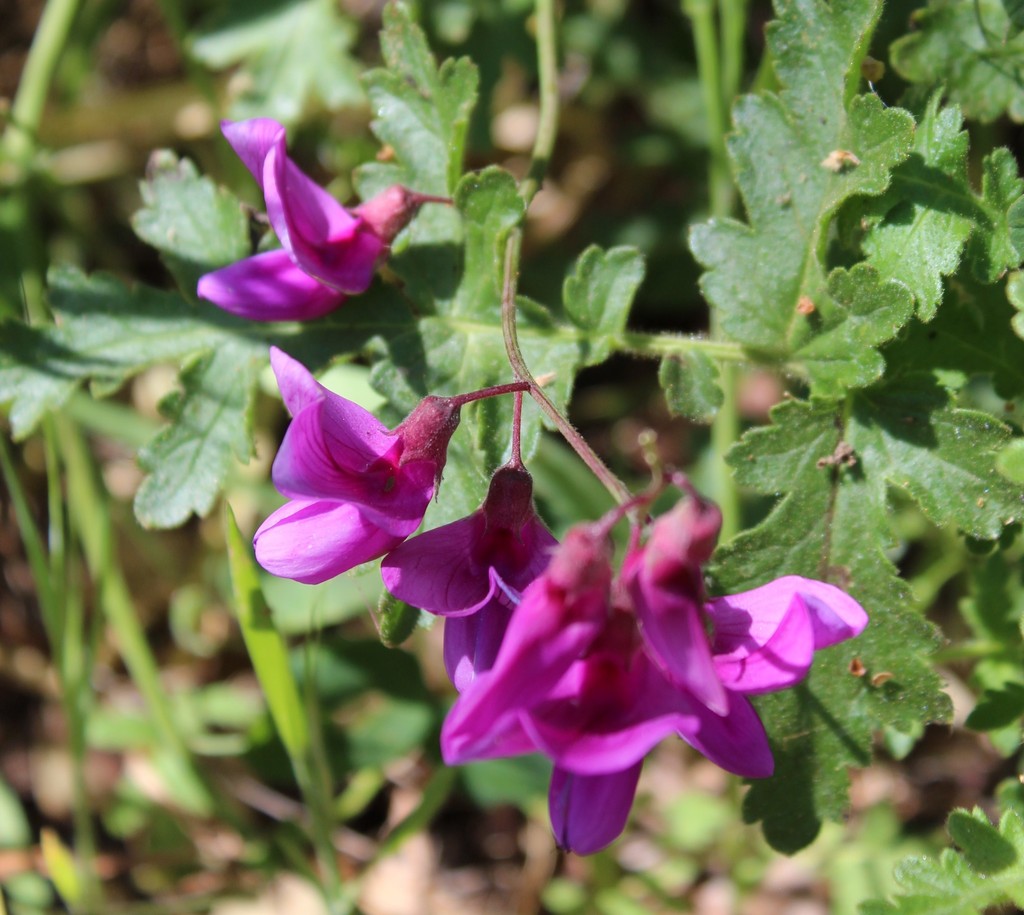Pacific pea from Riverside County, CA, USA on April 12, 2019 at 10:47 ...