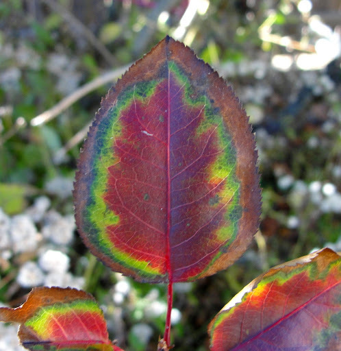 Callery pear from 652 Arlington Rd, West Babylon, NY 11704, USA on ...