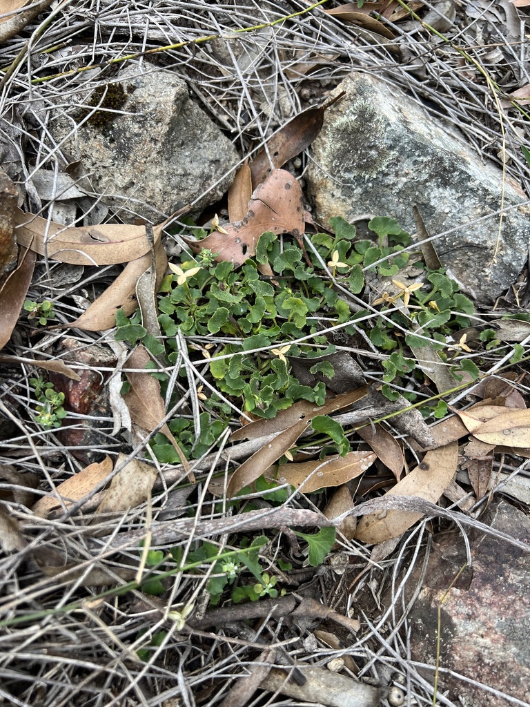 violets from Paul Range State Forest, Toolangi, VIC, AU on January 28 ...