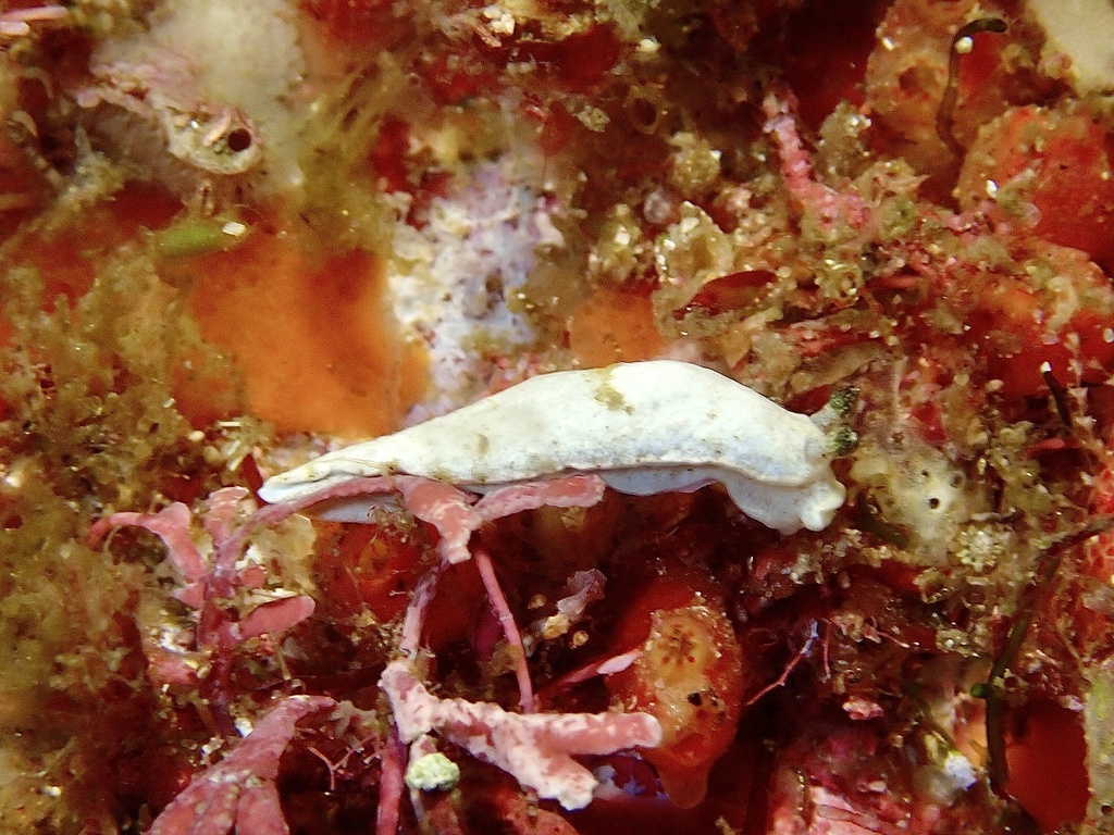 Dermatobranchus from Tasman Sea, Sandy Beach, NSW, AU on January 28 ...