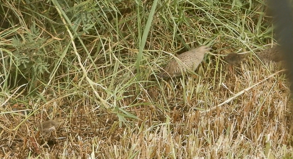 Australian Brown Quail from Upper Tooloom NSW 2475, Australia on ...