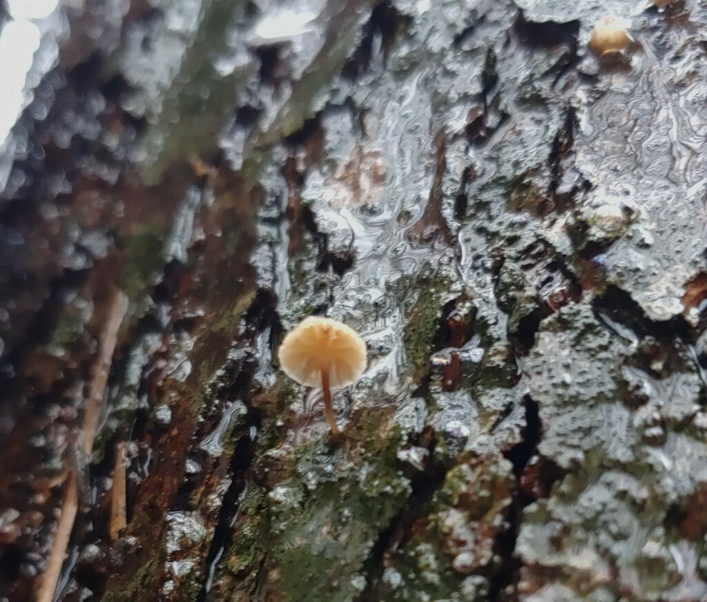 Bonnets from Gwinnett, Georgia, United States on January 27, 2024 at 11 ...